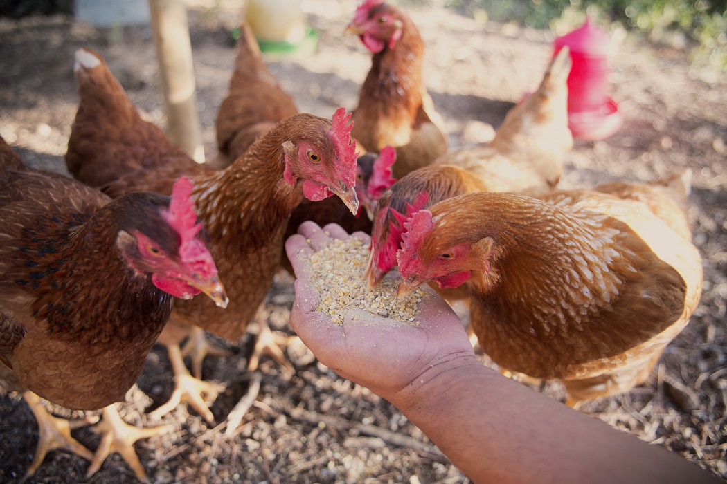 Francia permitirá solo la venta de huevos de "gallinas felices" — Radio ...