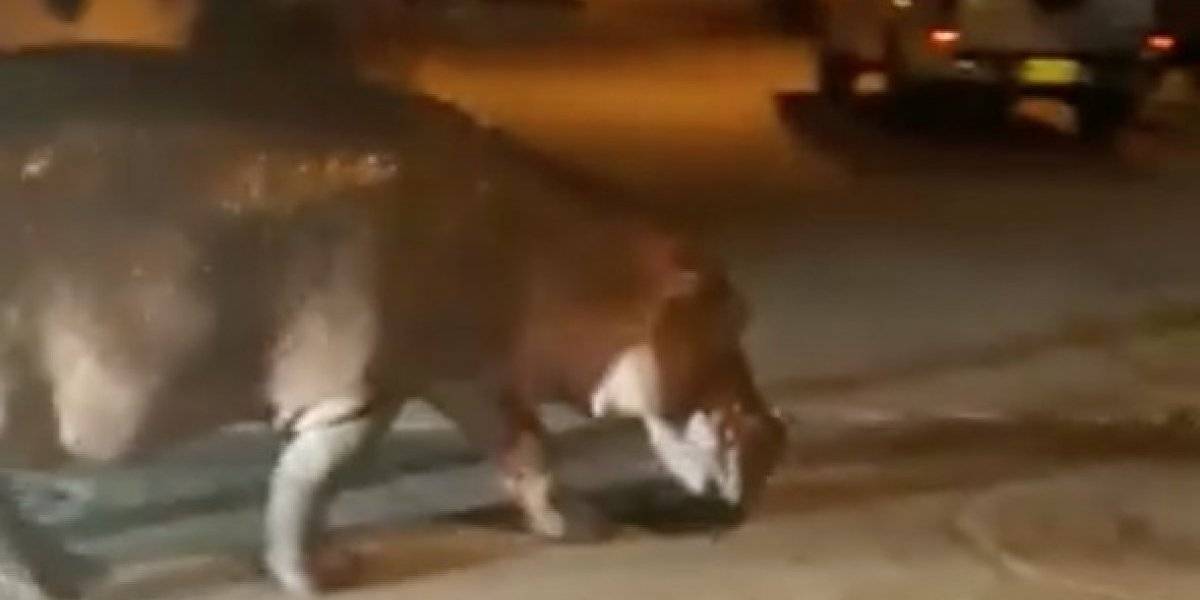 Narcopótamos: mascotas de Pablo Escobar causan pánico — Radio Concierto ...