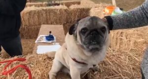 La historia del perro pug que se hizo adicto al alcohol y las drogas ...