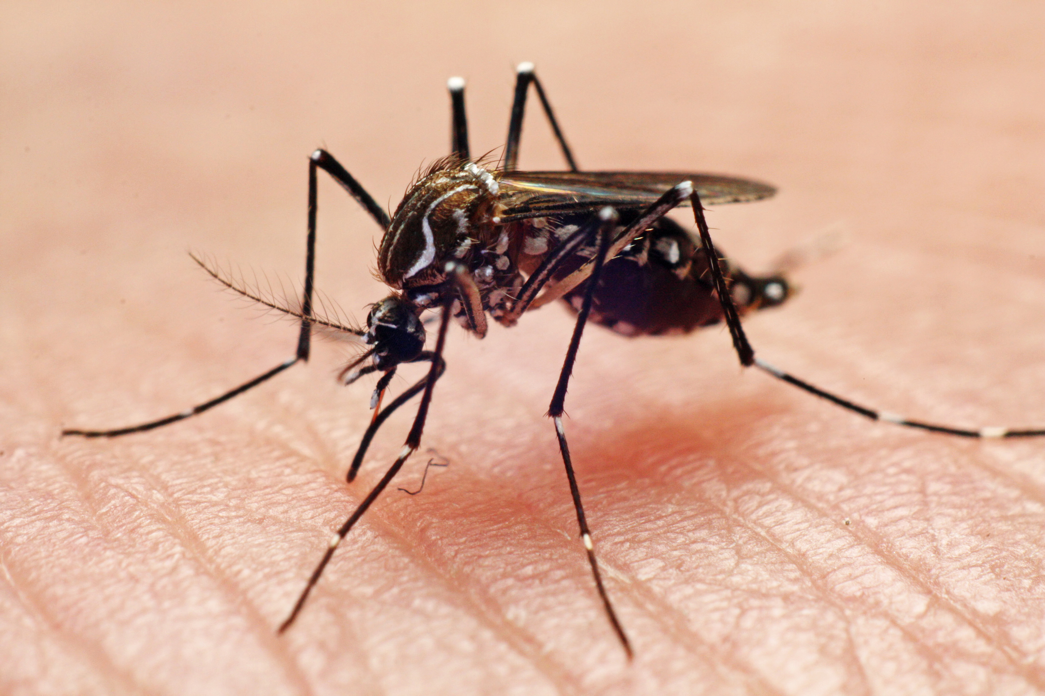 Cerveceros: El blanco favorito de los mosquitos — Radio Concierto Chile