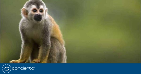 El planeta de los simios: científicos agrandan cerebro de primates