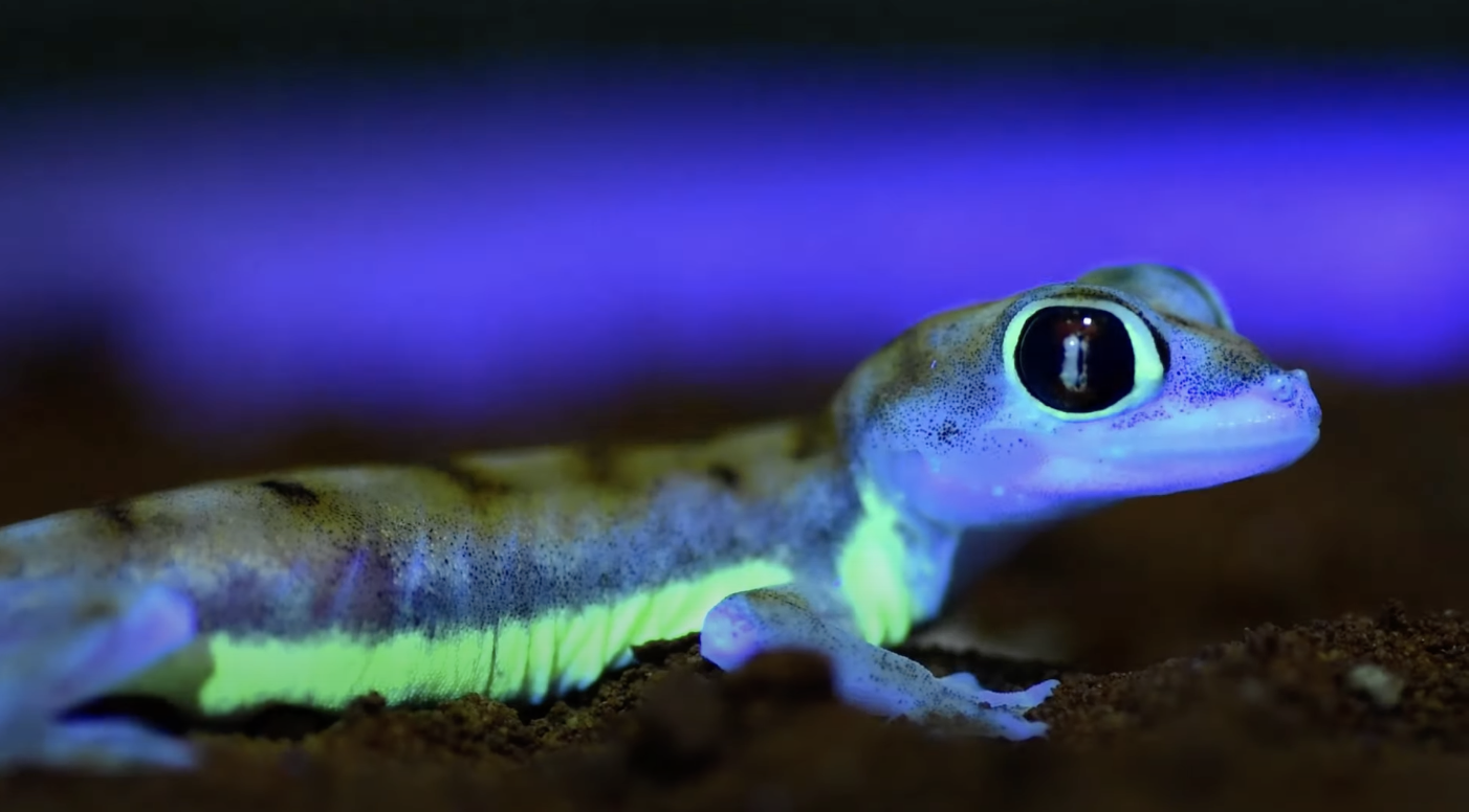 Brillan bajo la Luna: Descubren adorables geckos fluorescentes — Radio ...