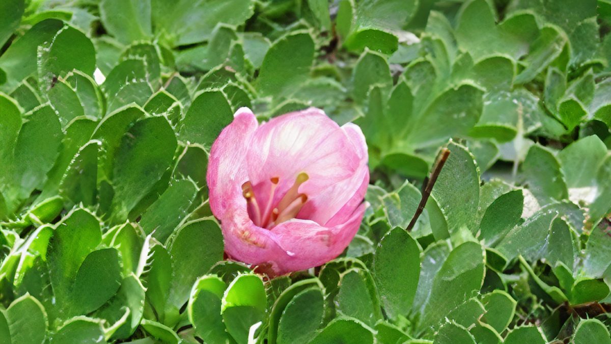 Rayenia Malalcurensis: descubren nueva especie de flor en la R. del ...