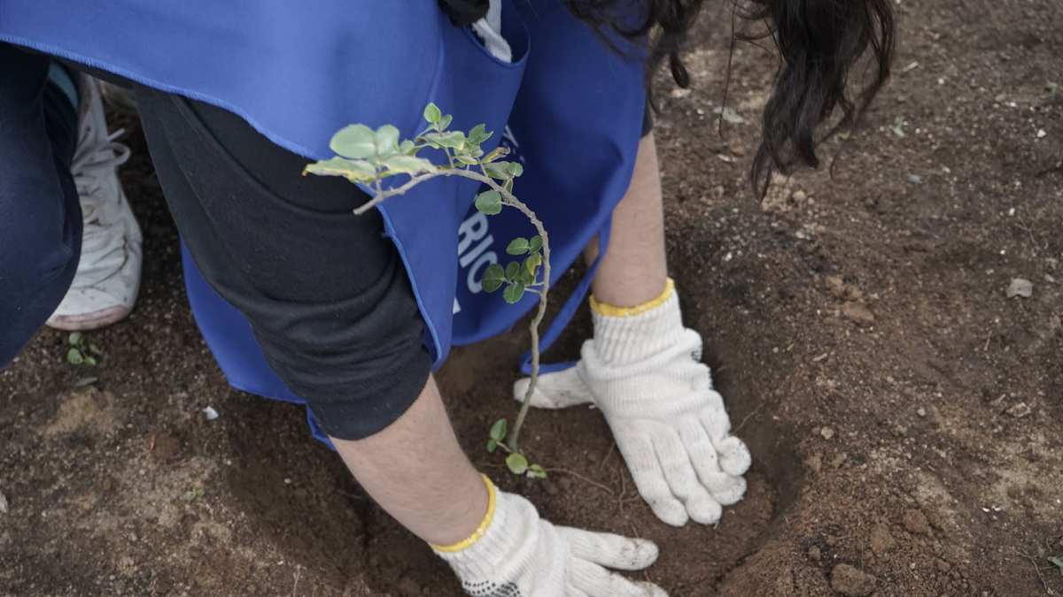 Cultiva: La organización que combate el cambio climático con bosques ...
