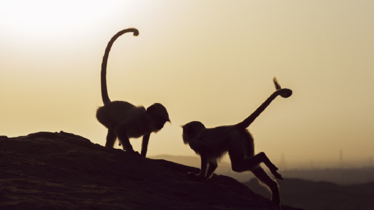 Cola de mono: dónde y cómo comprar el brebaje — Radio Concierto Chile