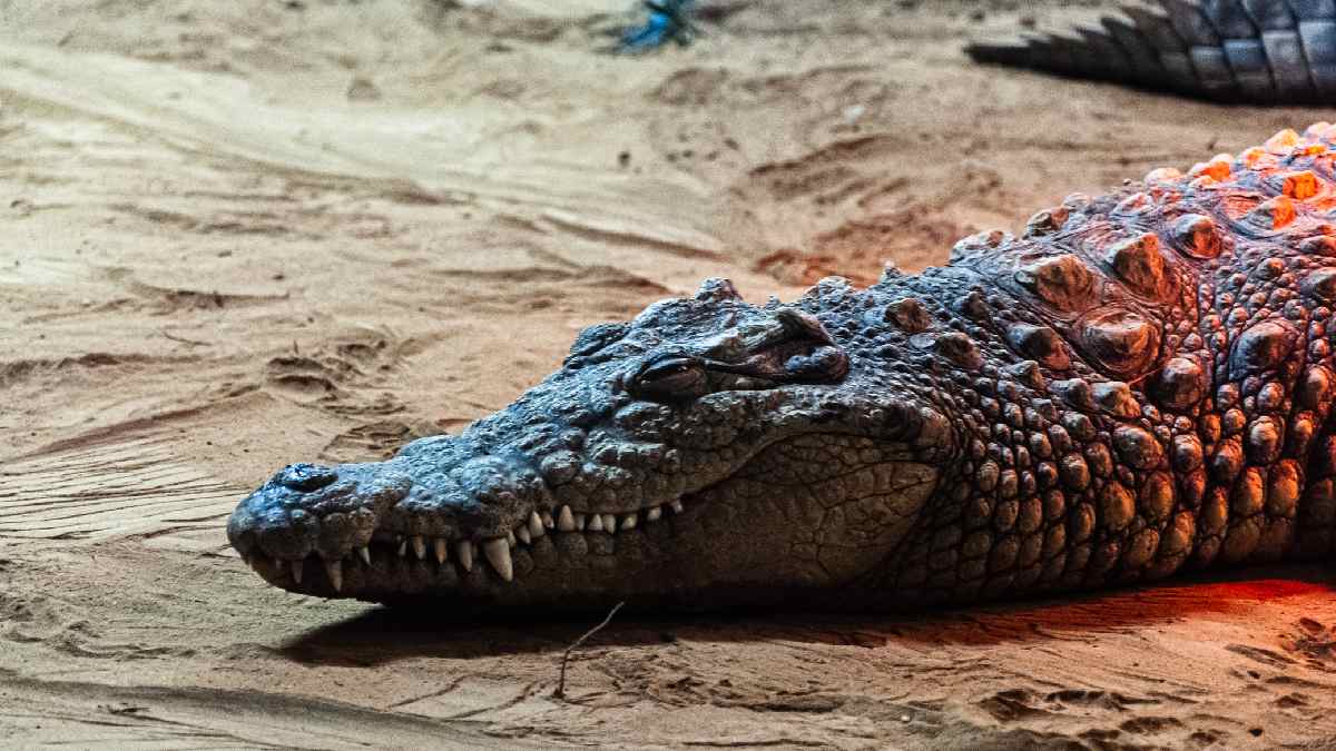Cocodrilo gigante es descubierto con una cría de dinosaurio en el ...