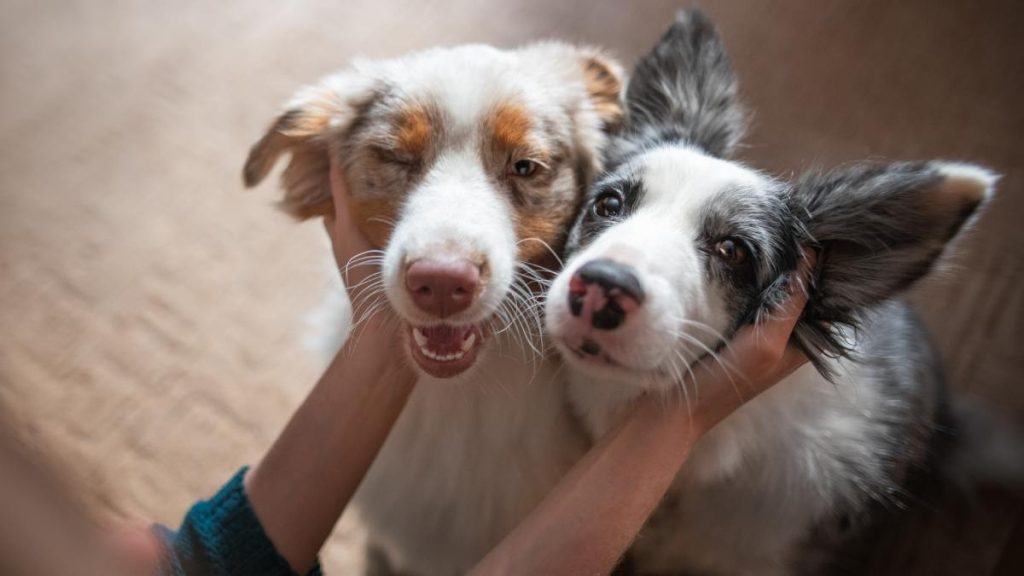 Los perros lloran de alegría al reencontrarse con sus dueños, revela ...