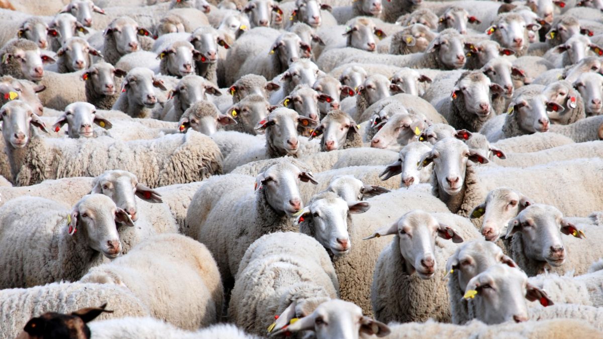 ¿Cuál es la explicación?: Cientos de ovejas chinas llevan dando vueltas ...