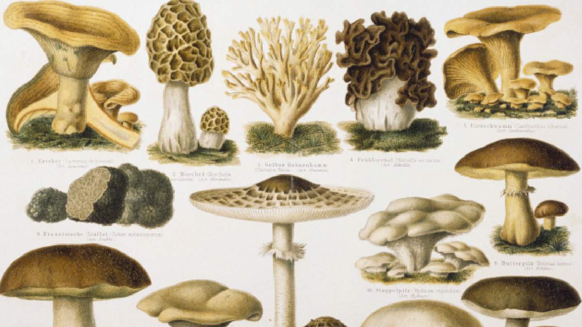 Ruta del hongo: Senderos para conocer el Reino Fungi en el cerro San ...