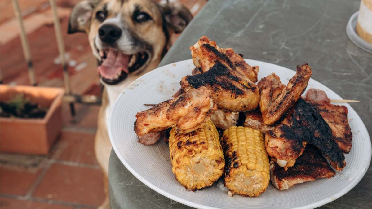 ¡Ojo con los asados! Estos alimentos dieciocheros son tóxicos para las ...