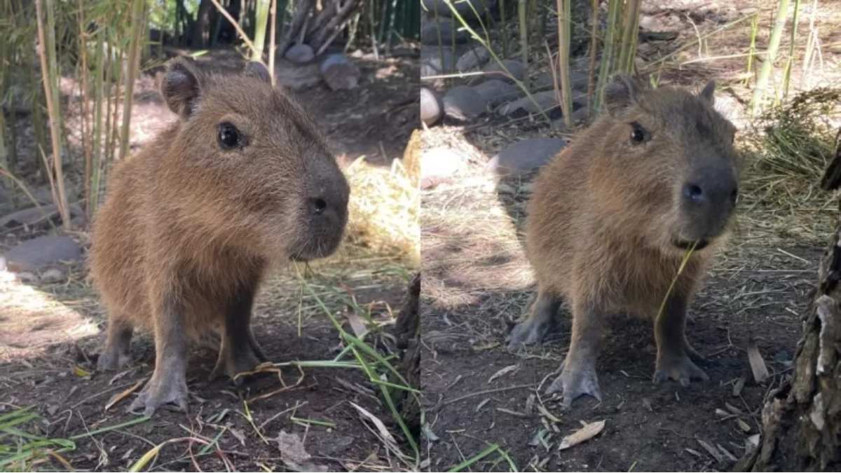 ¿Dónde ver capibaras en Chile? Conoce el lugar cerca de Santiago donde ...
