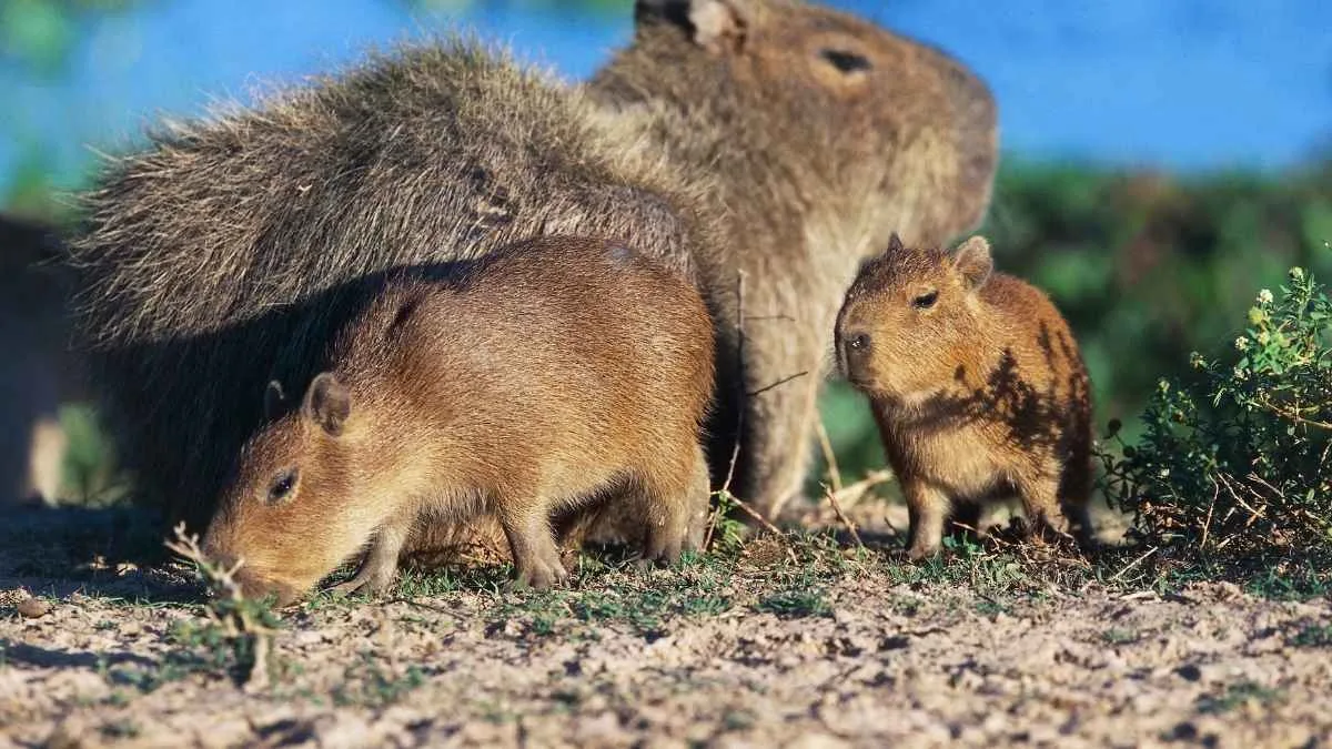 Capibara Fest: Buinzoo celebrará al roedor más querido de internet con ...