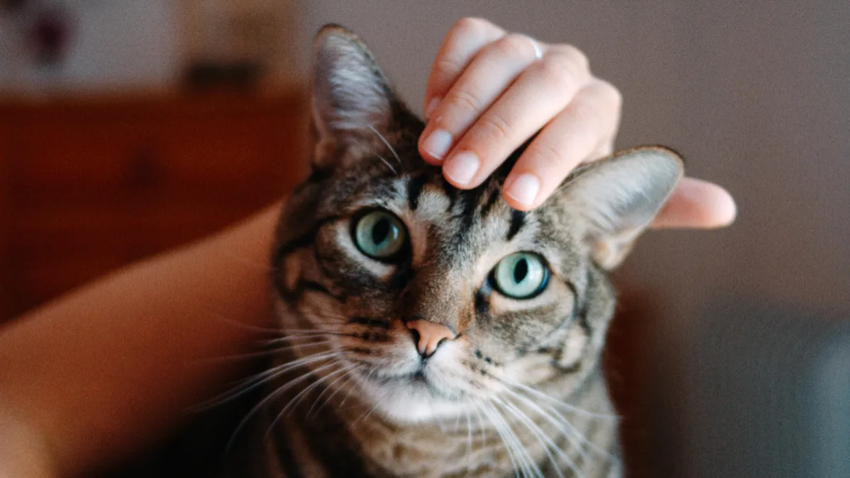 Día Internacional del Gato: este es el origen de la celebración a los ...