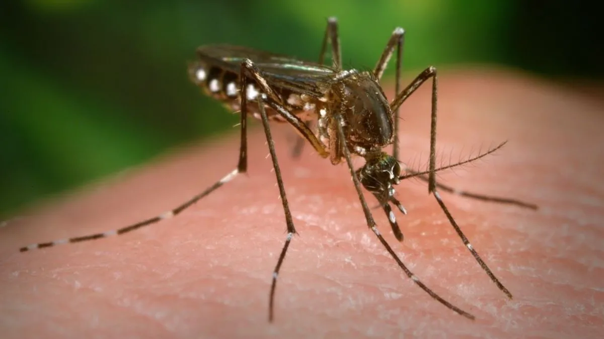 Alerta sanitaria en la capital: Minsal confirma presencia del mosquito ...