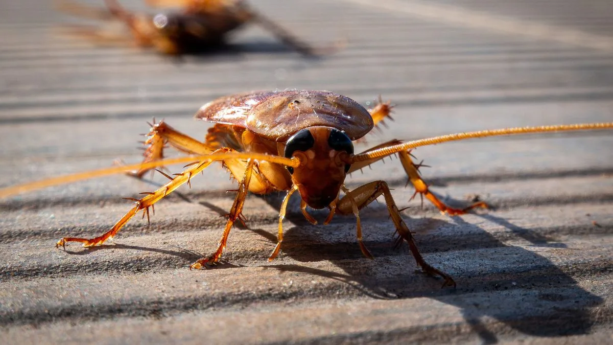 "Cry Me a Cockroach" 2026: Cómo nombrar a una cucaracha como tu ex en ...