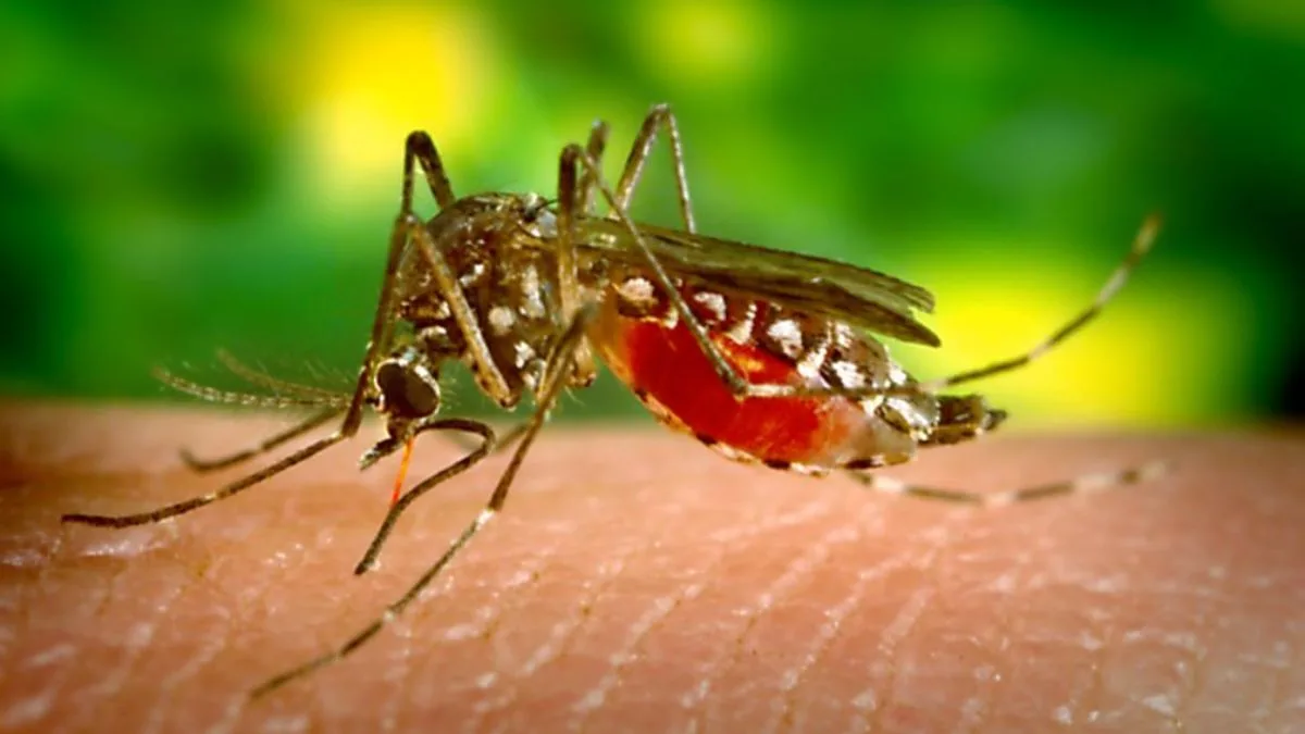 Aedes aegypti en Chile: por qué este mosquito preocupa a las ...