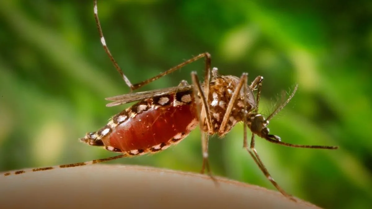 Aedes aegypti en Chile: por qué este mosquito preocupa a las ...